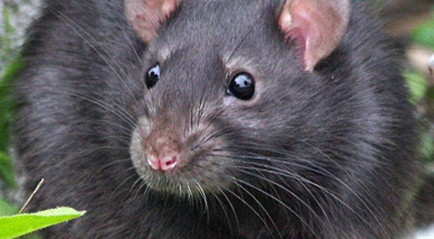 Black Rat spread through Europe in Roman times | Irish Independent