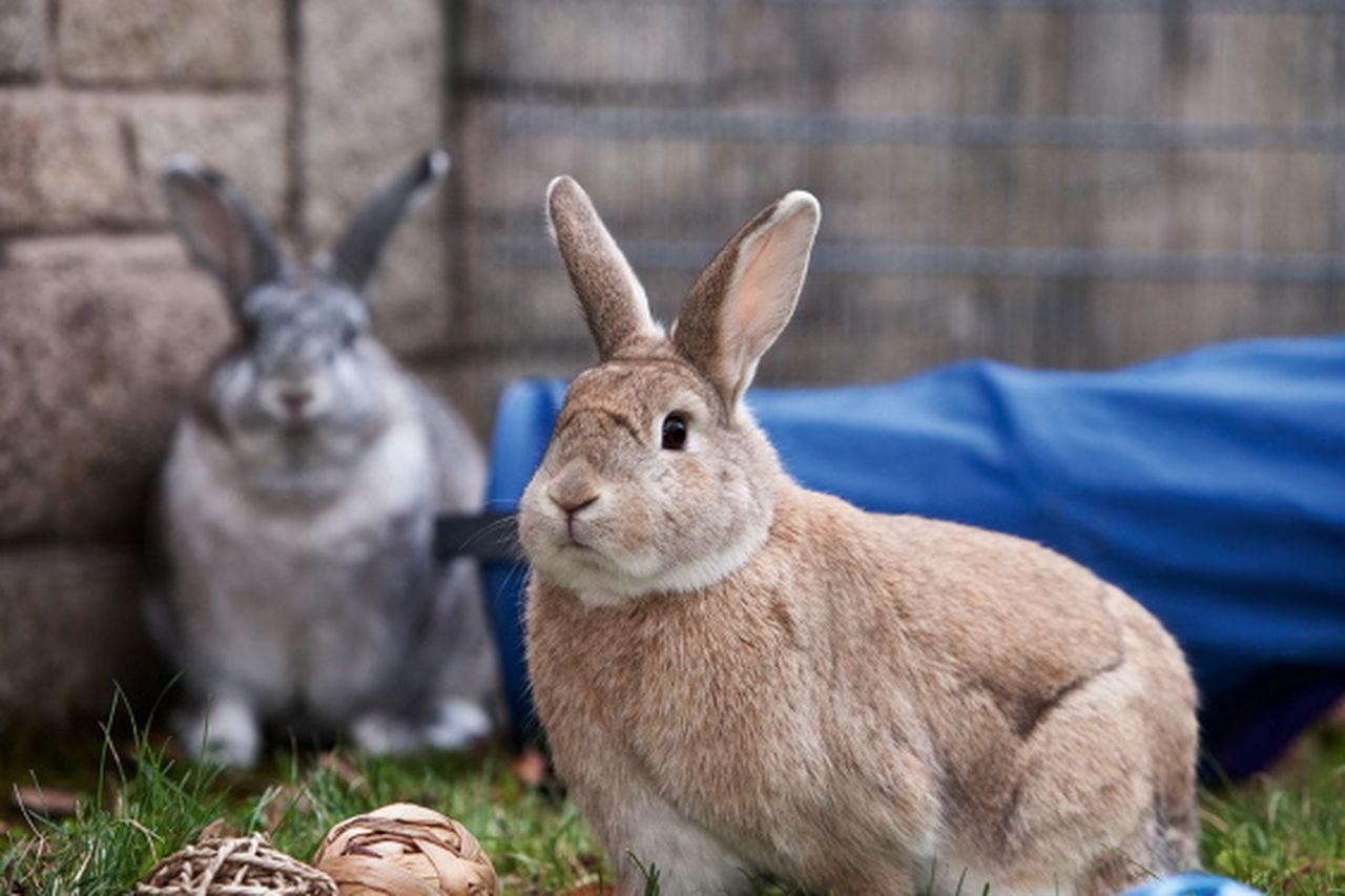 Is your rabbit stressed? Free pet health checks across Ireland in May ...