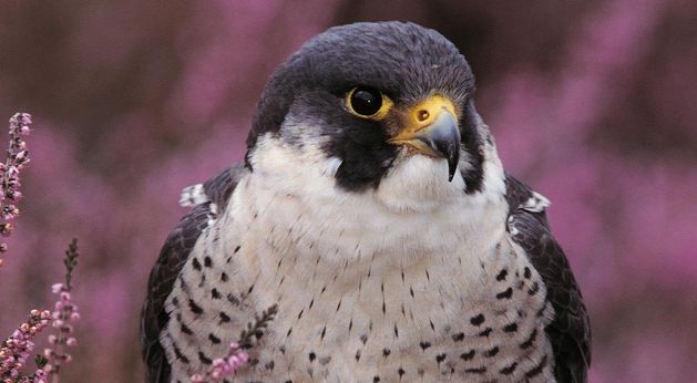 Falcon nests to take flight for €180m road | Irish Independent