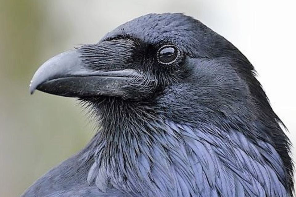 The Raven is the biggest passerine | Irish Independent