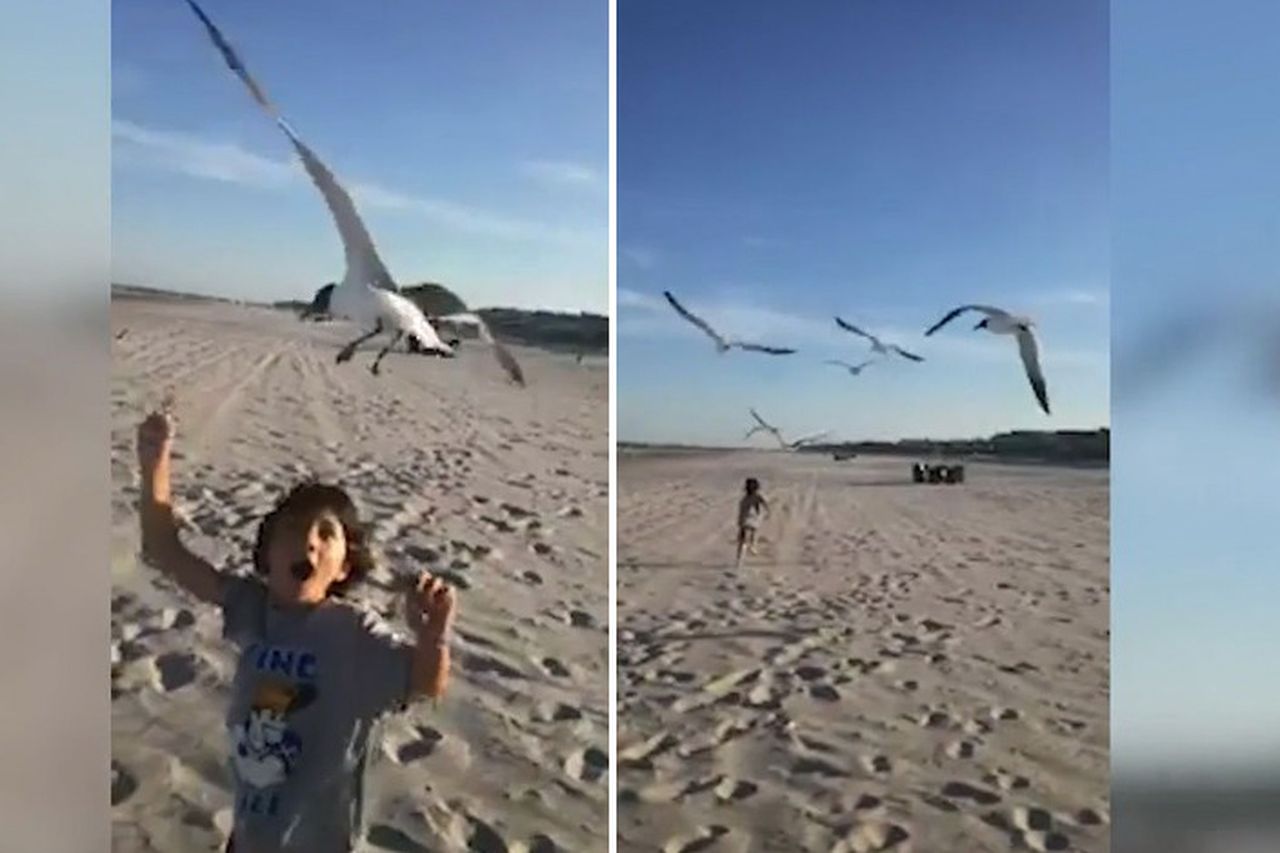 WATCH: Terrifying moment boy is chased down beach by flock of birds ...