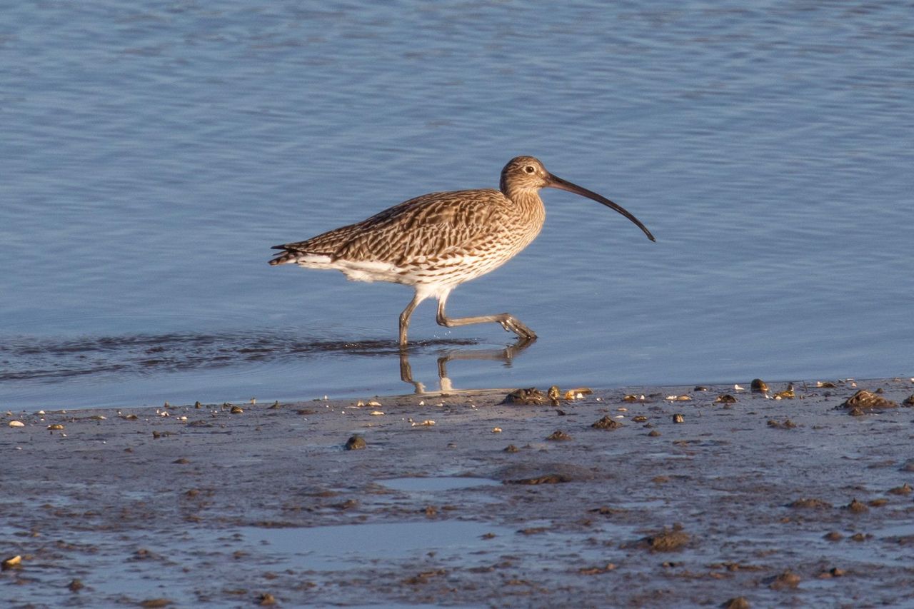 Curlew entangled in our memories of an Irish summer | Irish Independent