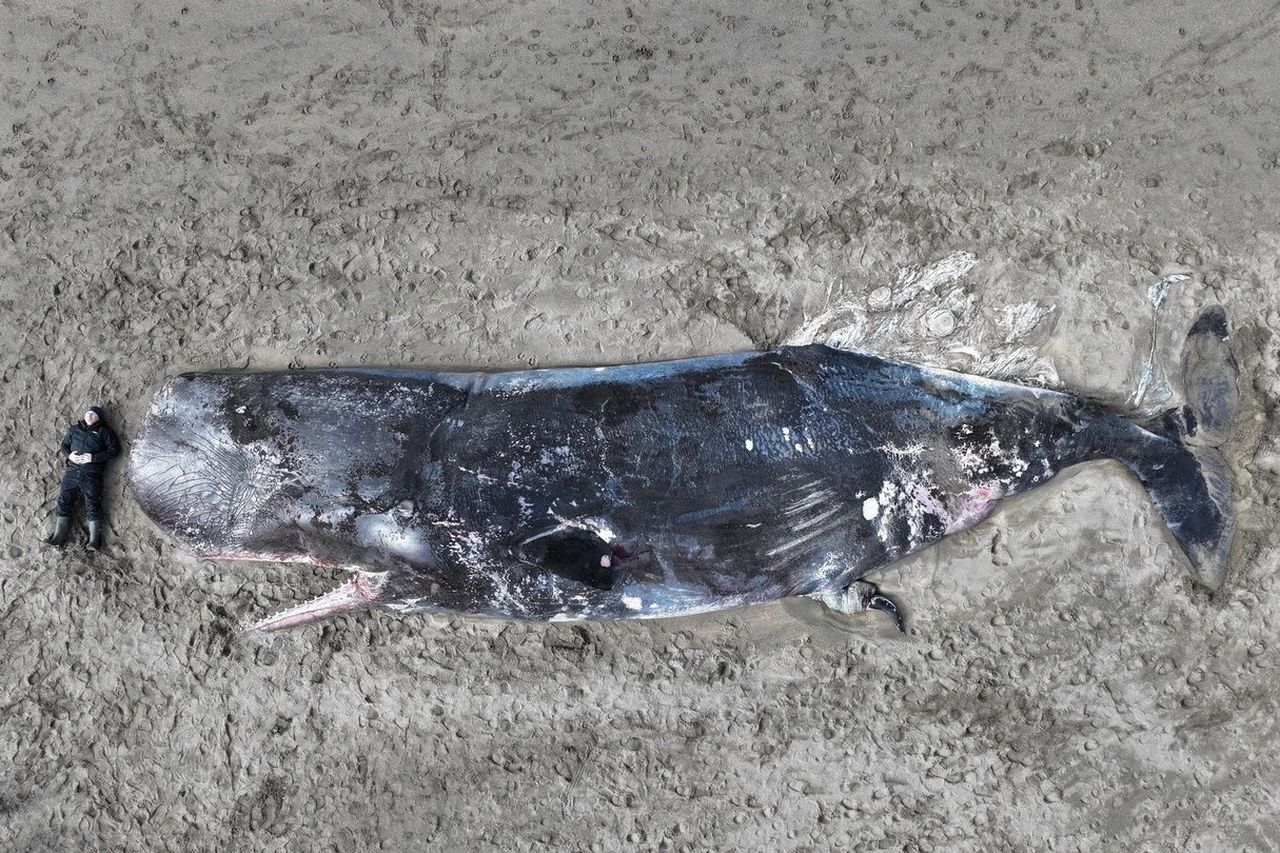 Sperm Whale dies after washing up on remote Co Donegal beach | Irish ...
