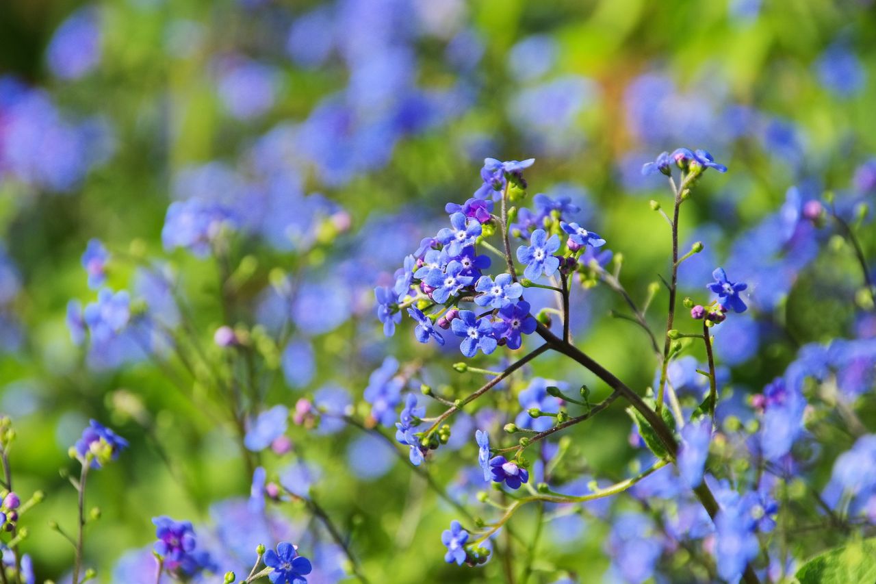 Diarmuid Gavin: My tried-and-tested pick of herbaceous perennials and ...