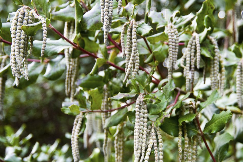 Tassel tree gives silver sheen to winter scene | Irish Independent