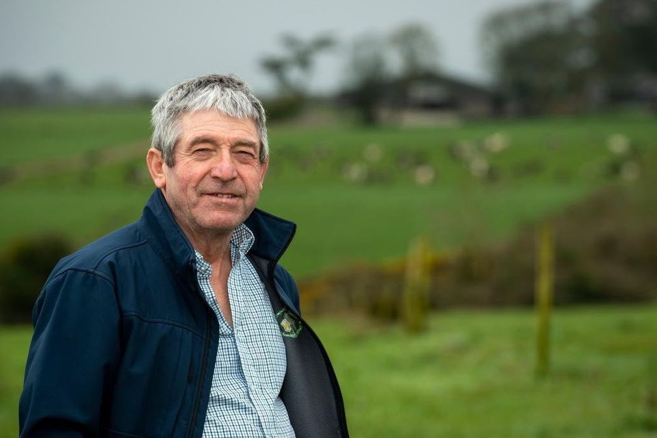Anger as latest devastating dog attack saw over 70 ewes and lambs ...