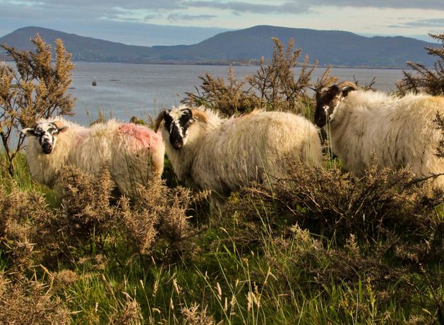 Sheep still a vital enterprise for upland areas and the west | Irish ...