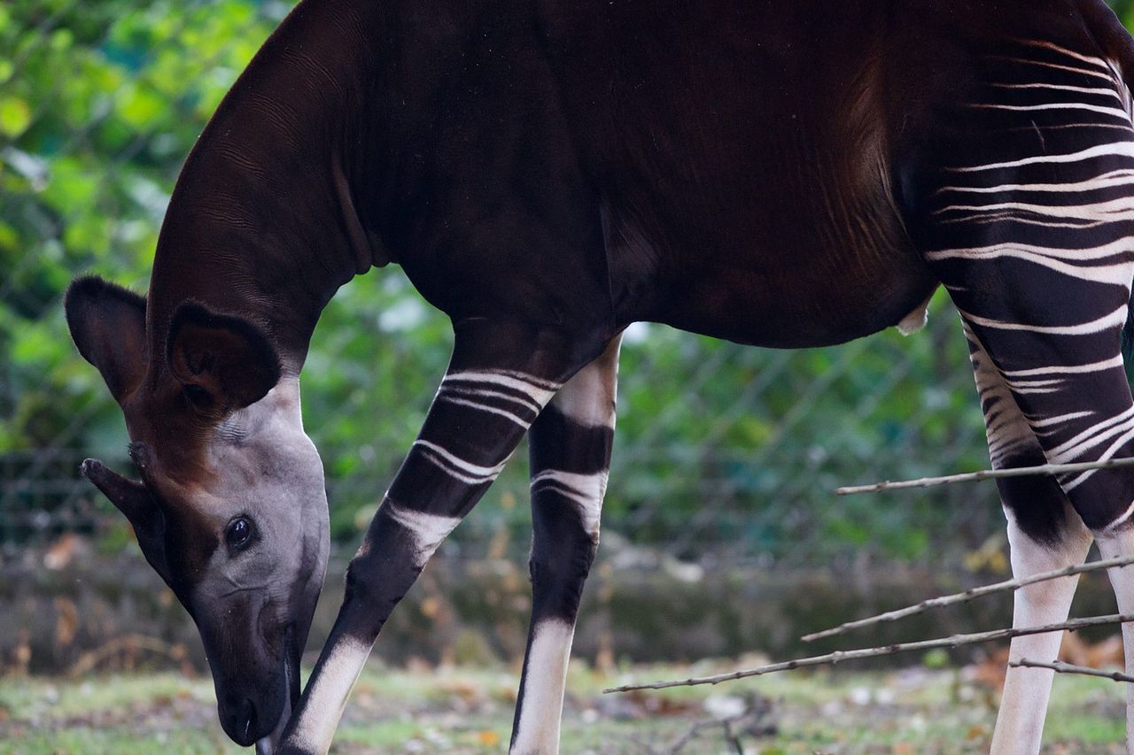 Dublin Zoo unveils two rare okapis | Irish Independent