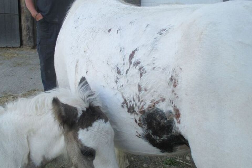 Shocking images of mare and three week foal with horrific lesions ...