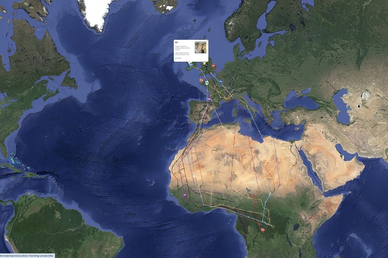 Cuckoo arrives back in Kerry for summer after 9,000km journey from his ...