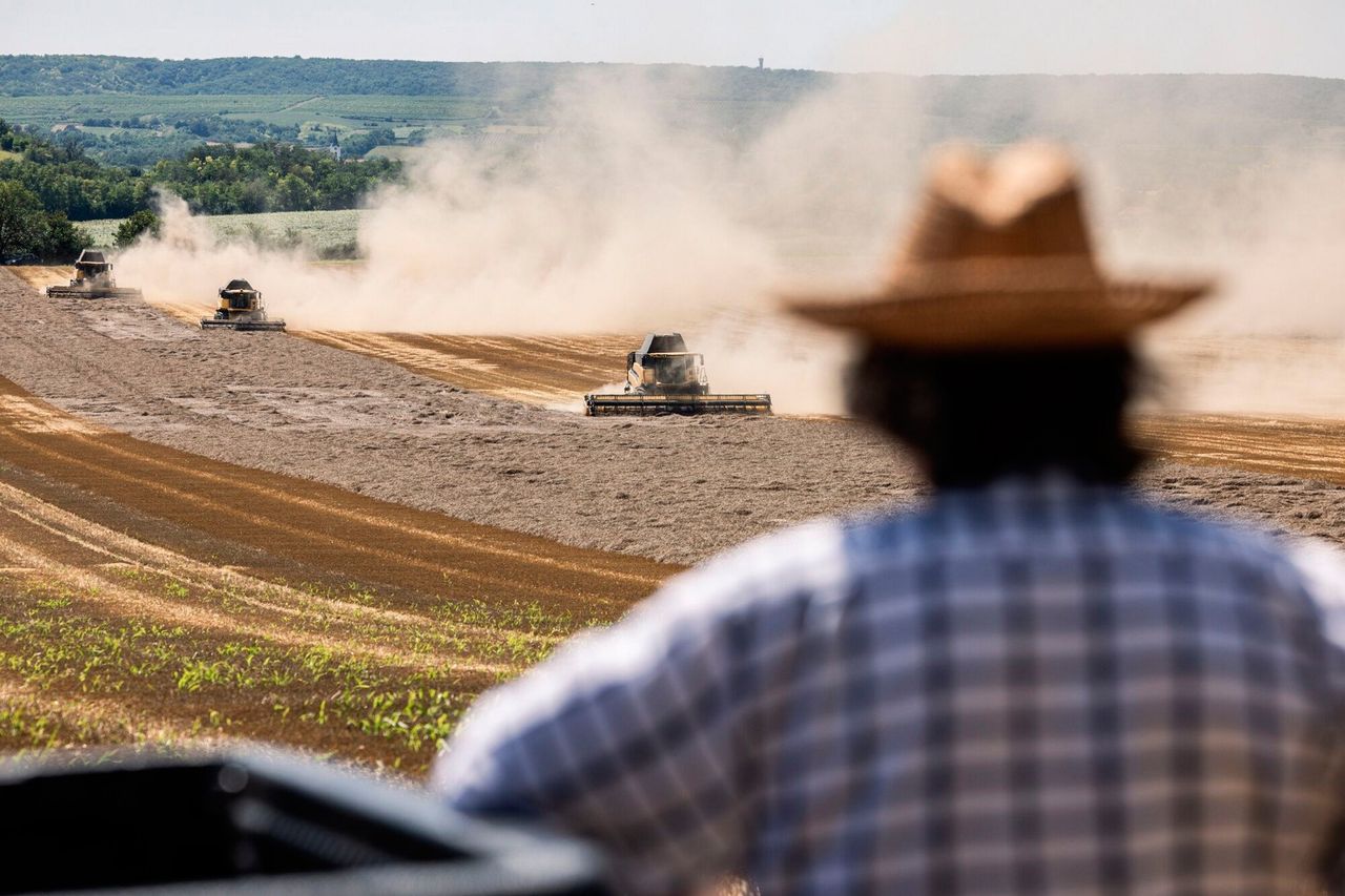 War and soggy fields leave world short of top-quality wheat | Irish ...