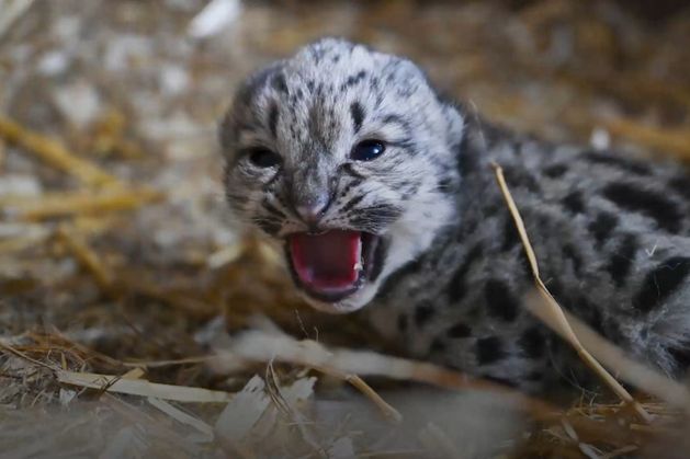 The Big Cat Sanctuary announces birth of snow leopard cub | Irish ...