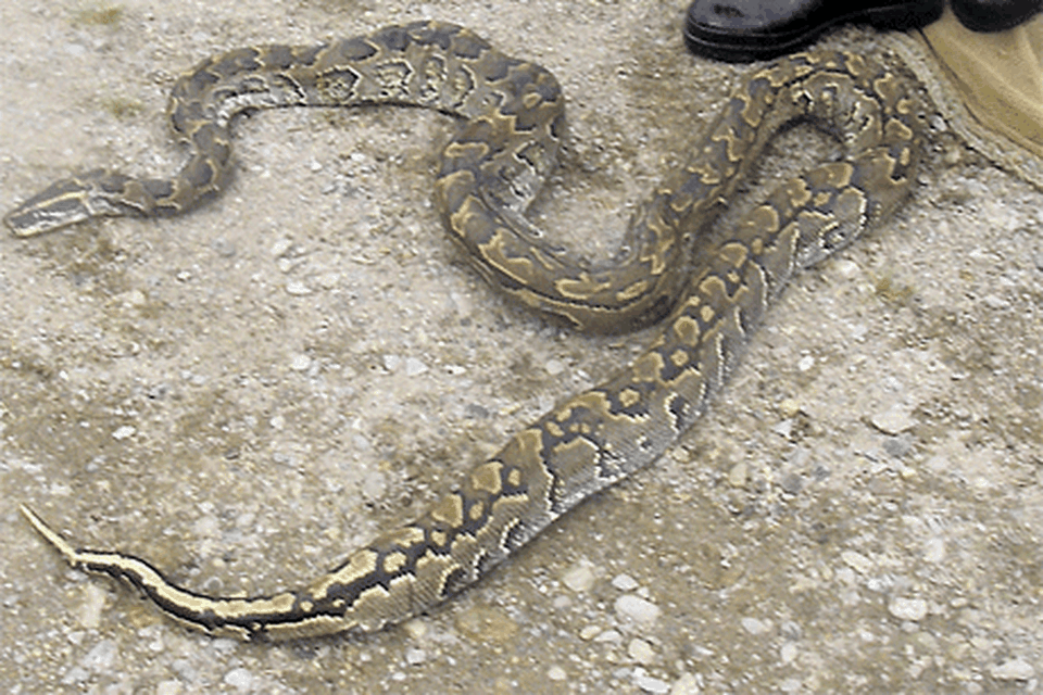 Snake sneaks back into Ireland | Irish Independent