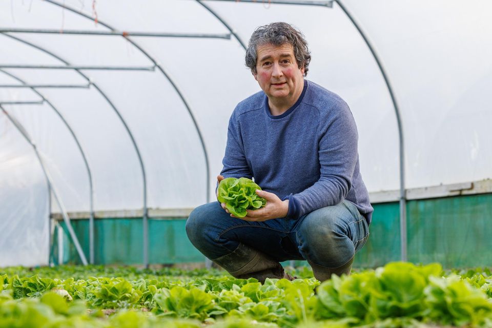 How this Kilkenny organic grower owes his success to cold calling – ‘I ...