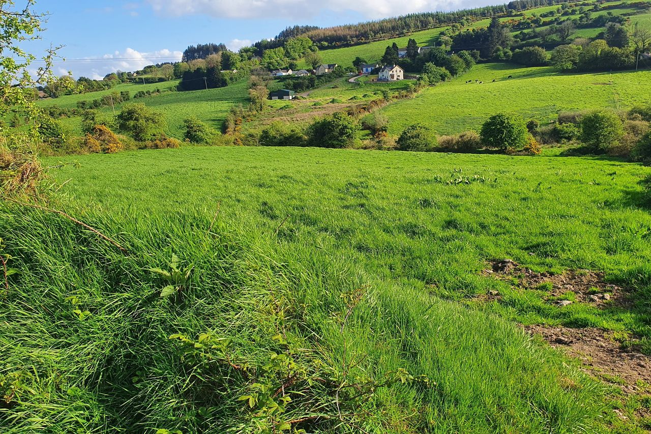 Donoughmore woodland an example of how native trees can benefit Cork ...