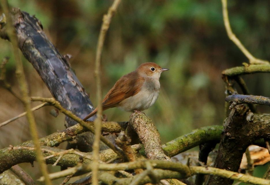 National Trust to use coppicing in bid to boost nightingale numbers in ...