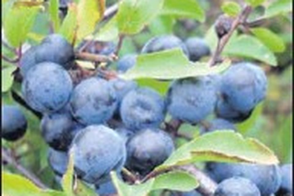 Sloe berries are prized for jams, jelly and gin | Irish Independent