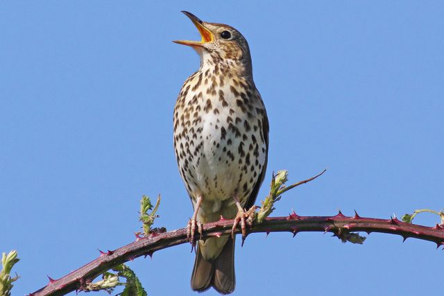 If You Only hotlist: Join early birds on Dawn Chorus Day, the return of ...