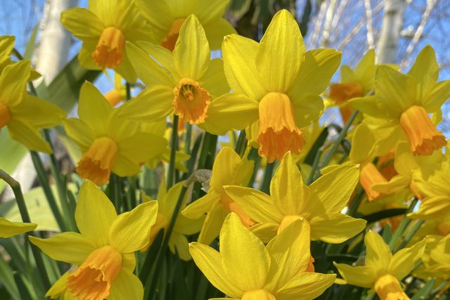 Diarmuid Gavin: How to plant daffodil bulbs for a sunny spring show ...