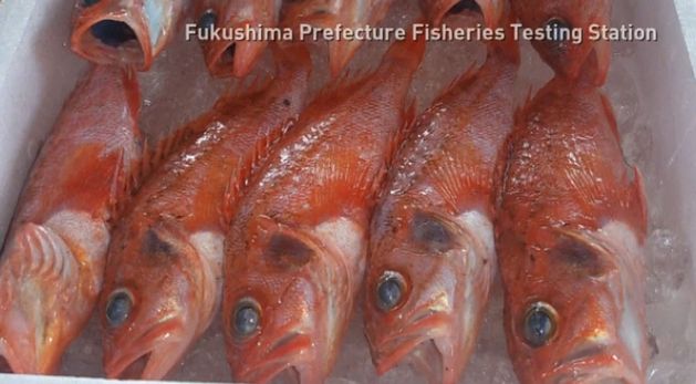 Highly radioactive fish caught off Fukushima coast | Irish Independent