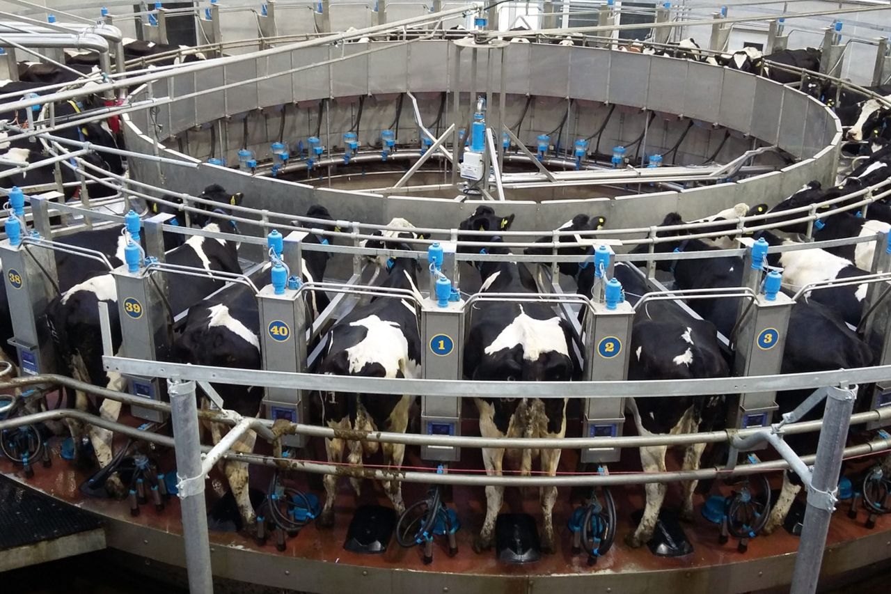 Opinion: Why big is not always beautiful for the 300-cow man | Irish ...