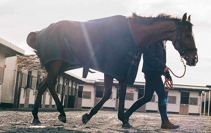 A career in horse racing: New online resource provides everything you ...