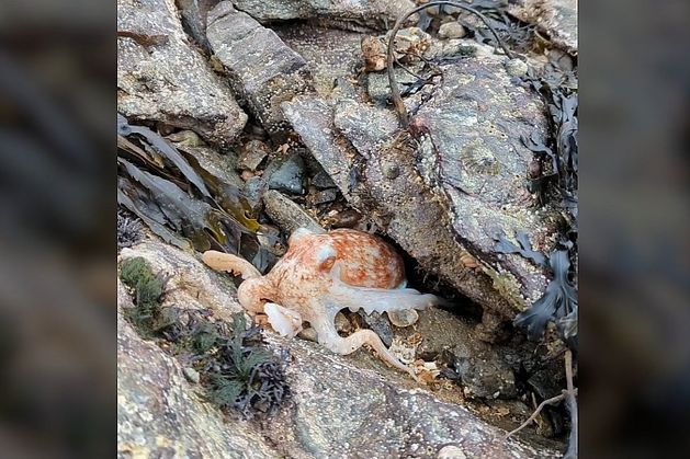 Octopus filmed changing colour on North Wales beach | Irish Independent