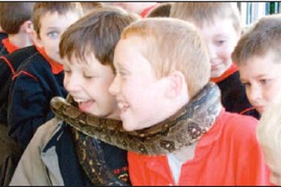 Animal magic as Ross library turns into a zoo | Irish Independent