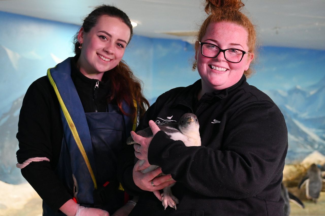 Kerry aquarium welcomes first baby Gentoo penguin in 10 years | Irish ...