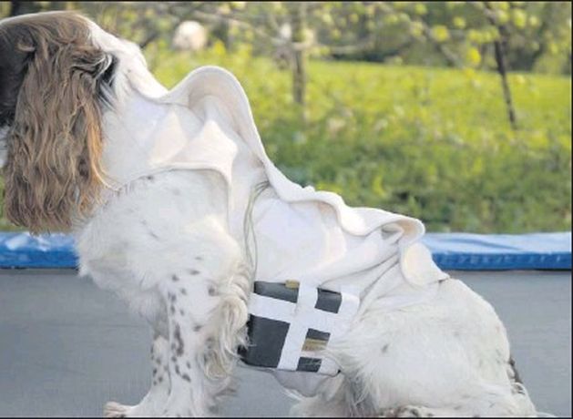 Calling in the cardiologist for dogs with heart issues | Irish Independent