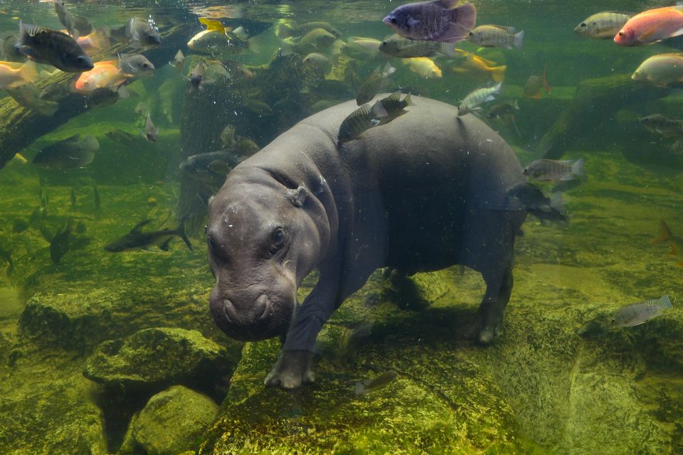 Watch video of an adorable baby pygmy hippo breastfeeding from mum ...