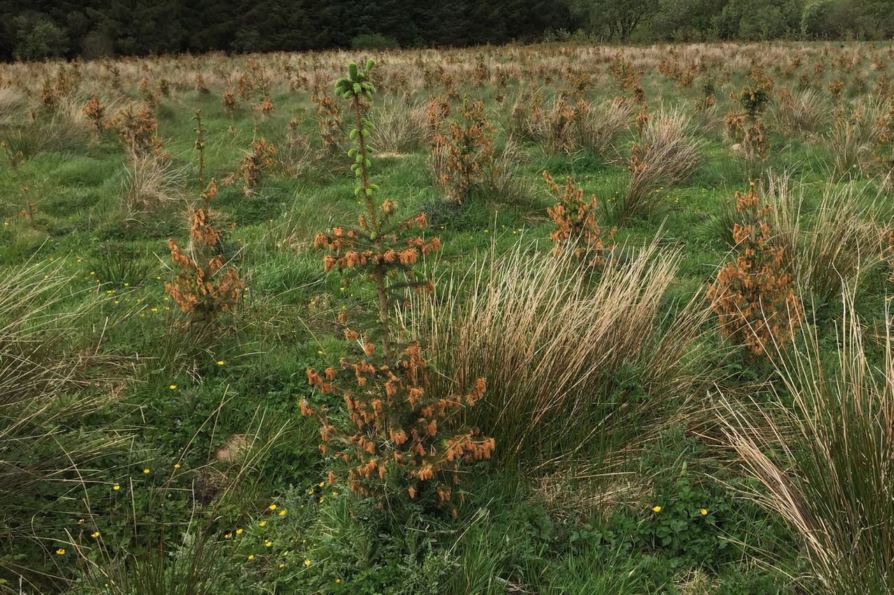 Take action now on spring frost damage | Irish Independent