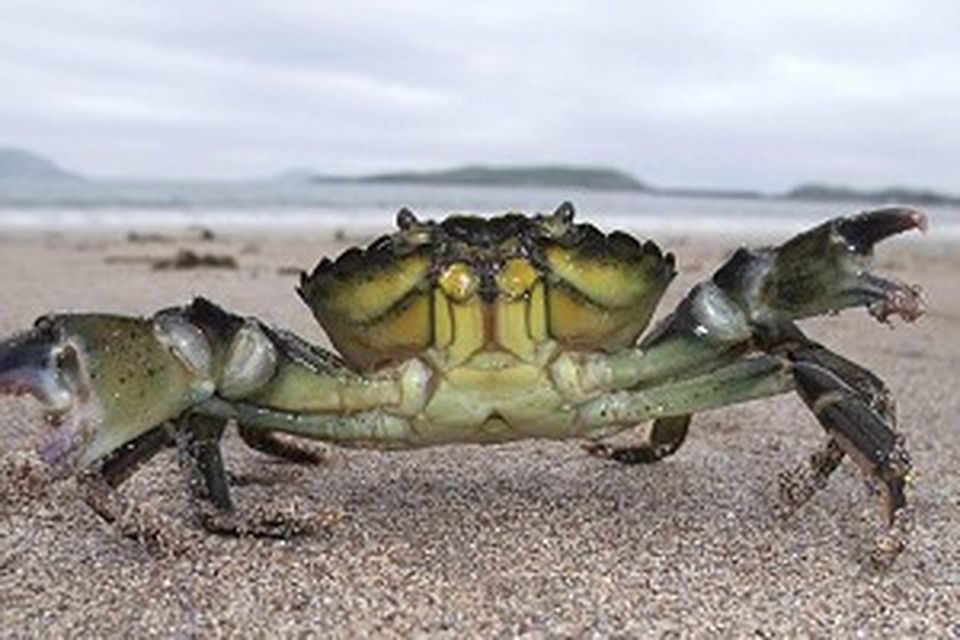 Crab photograph wins national prize | Independent.ie