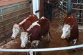 Carnew mart has record breaking show with over 1,000 top quality cattle ...
