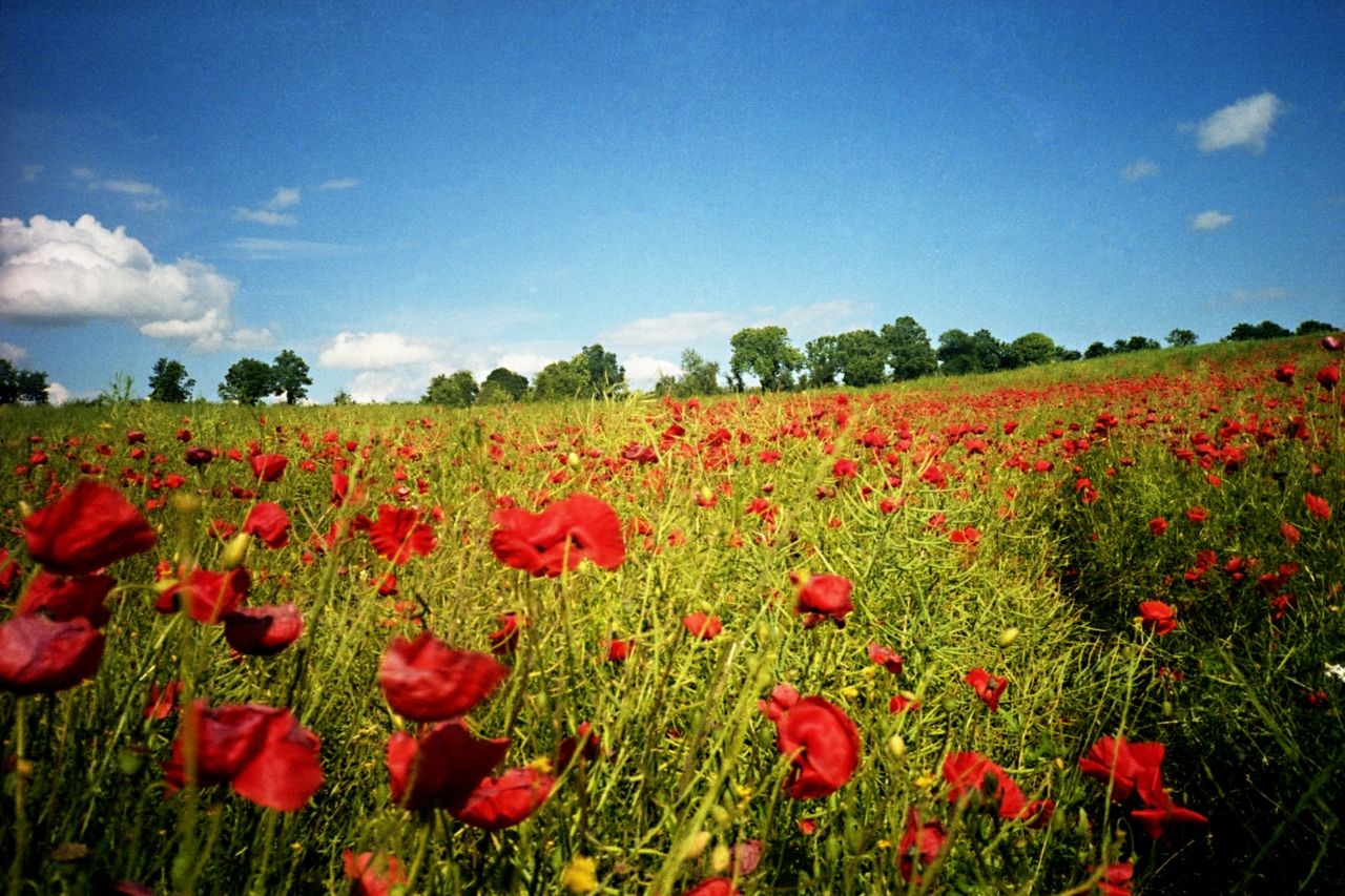 From Kiltimagh to Flanders fields: Remembering our heroes on Belgium's ...