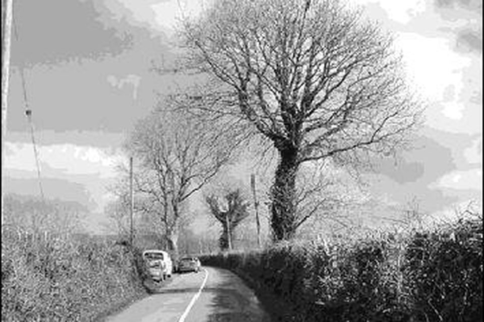 One bright spot in tree slaughter | Irish Independent