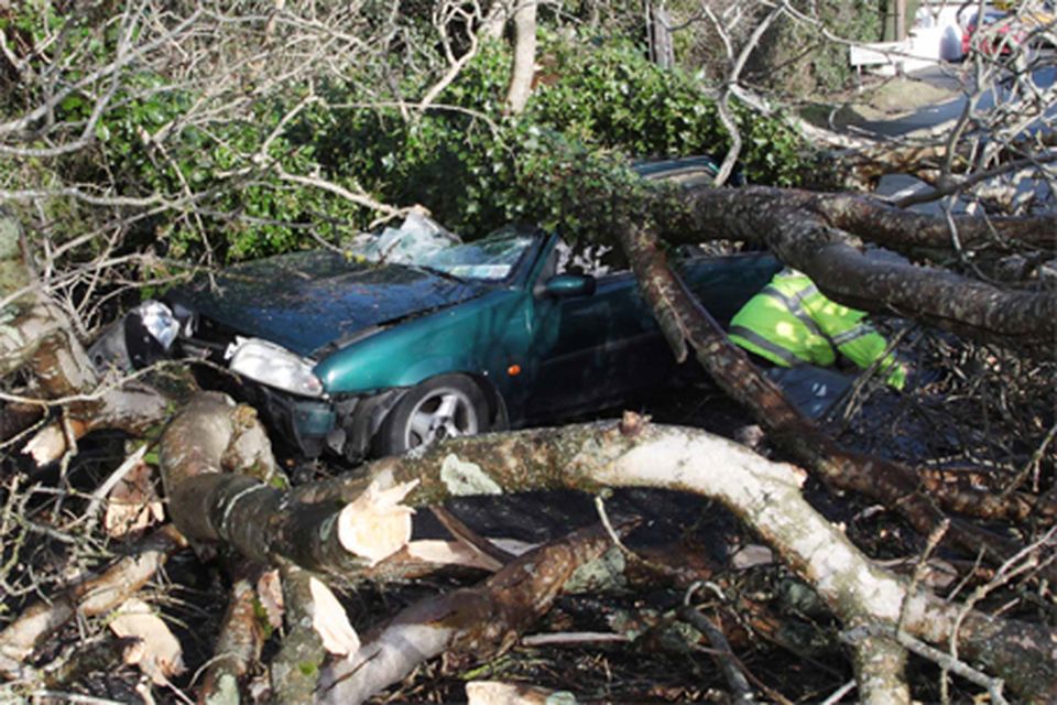 Injured motorist fights for life after falling tree crushes his car ...