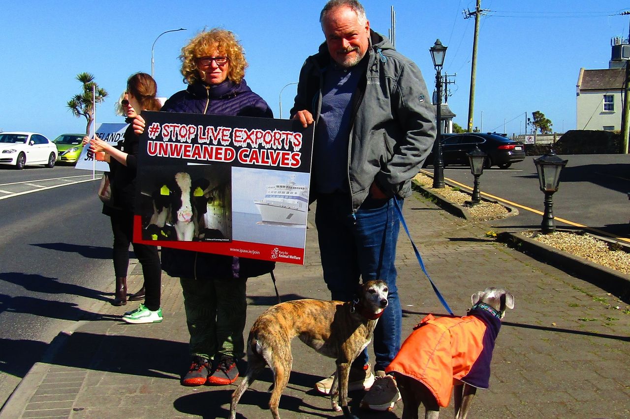 Animal rights groups protest at Rosslare and Cherbourg over Brittany ...