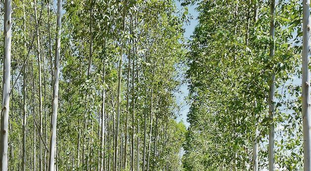 Discovering the wonders of the eucalyptus tree | Irish Independent