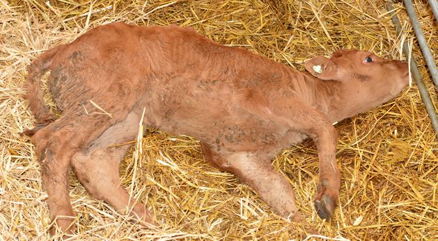 Compensation deadline looms for BVD calves | Irish Independent