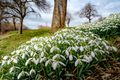 Diarmuid Gavin: My guide to growing snowdrops – and where to see some ...