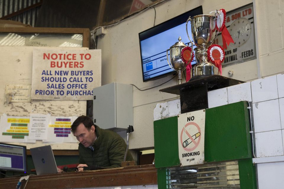 Big demand for all cow breeds at Baltinglass Mart | Irish Independent