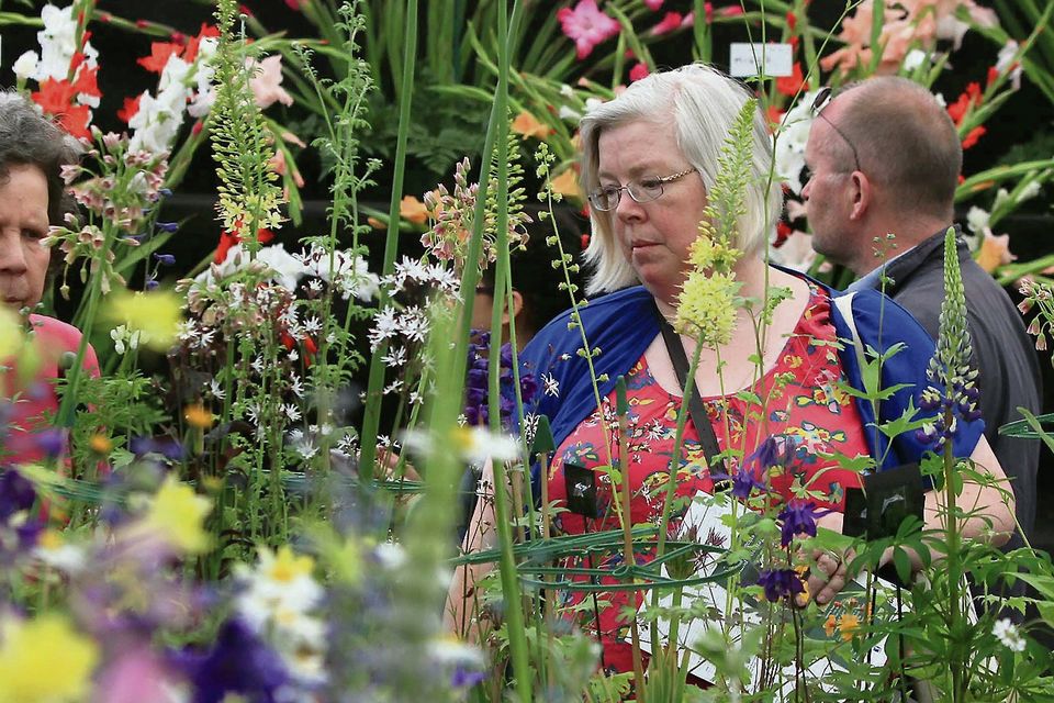 Festival's growth points to an economy in Bloom | Irish Independent