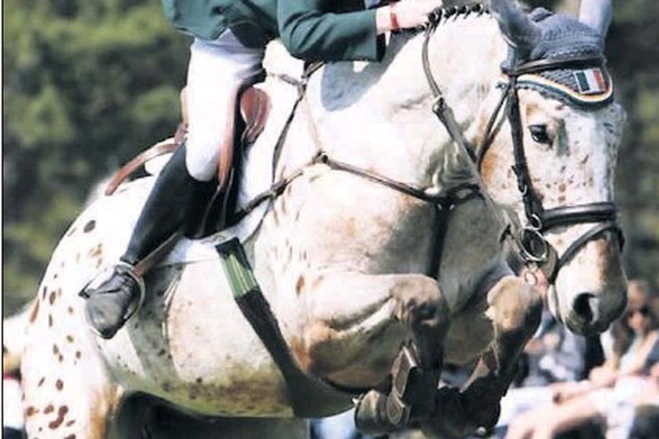 Swords teen jumping for joy after Irish team win | Independent.ie