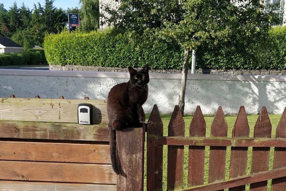 My Pet: ‘Mungo is a great buddy. Whenever I pull into the yard after ...