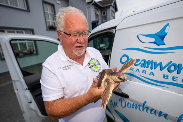 Turtle that washed up in Mayo heads back to warmer waters after ...