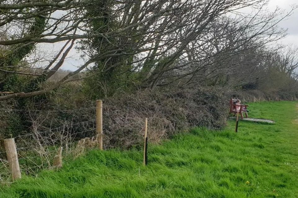 ReWild Wicklow volunteers plant over 100 native trees at East Coast ...