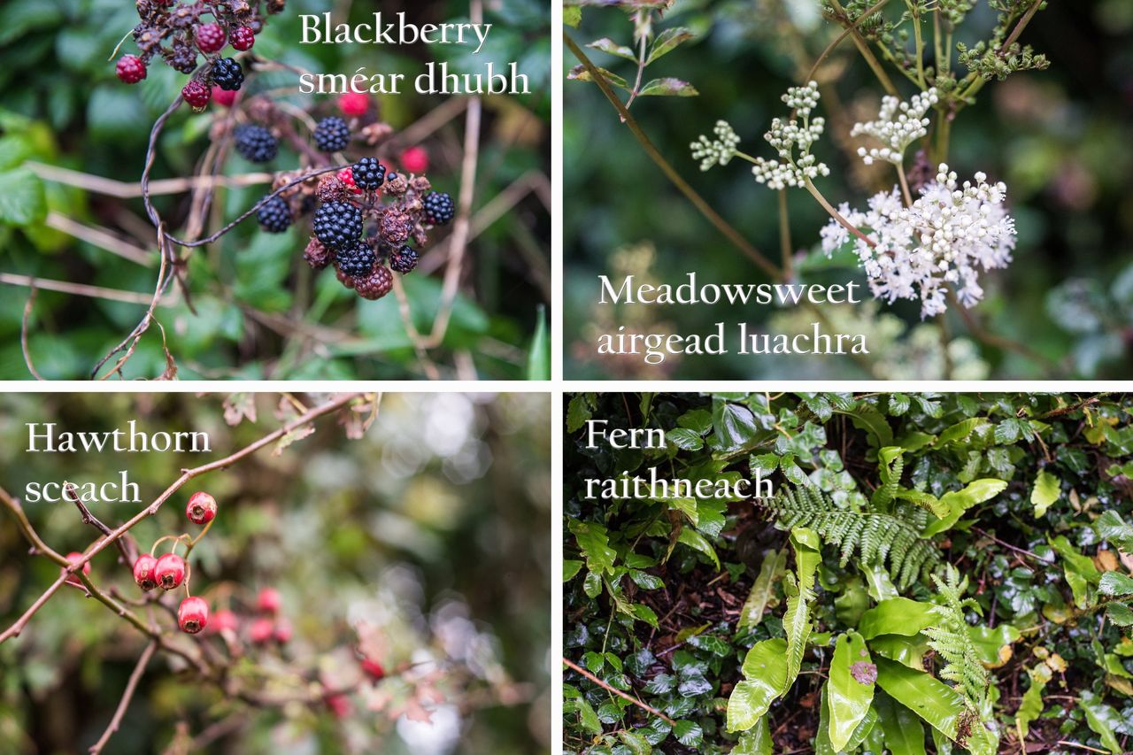 Ireland’s Rainforests: Protecting our Hedgerows as Biodiversity ...