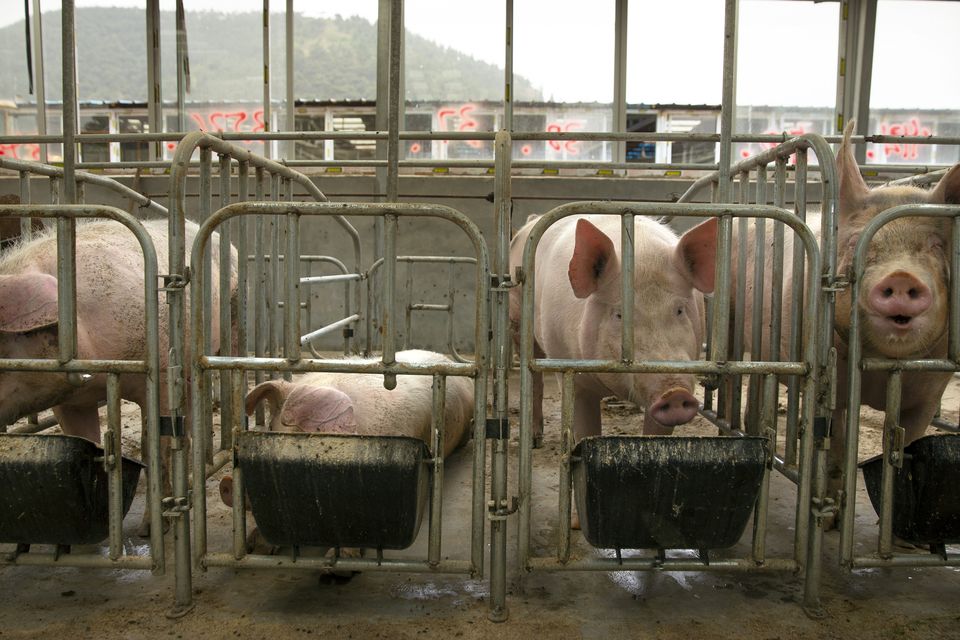 'Biggest threat to raising of pigs we've ever seen' - Quarter of all ...