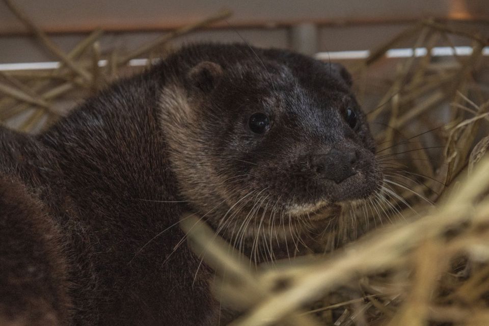 Olivia the otter makes triumphant return to the wild! | Irish Independent
